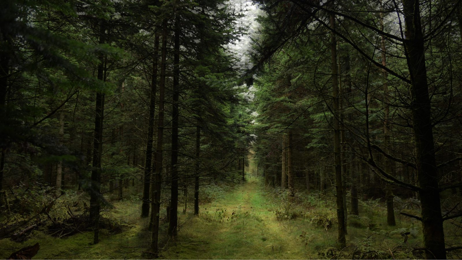 About – Deep Forrest Art Land